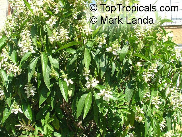 Heritage of Kaski: Asuro