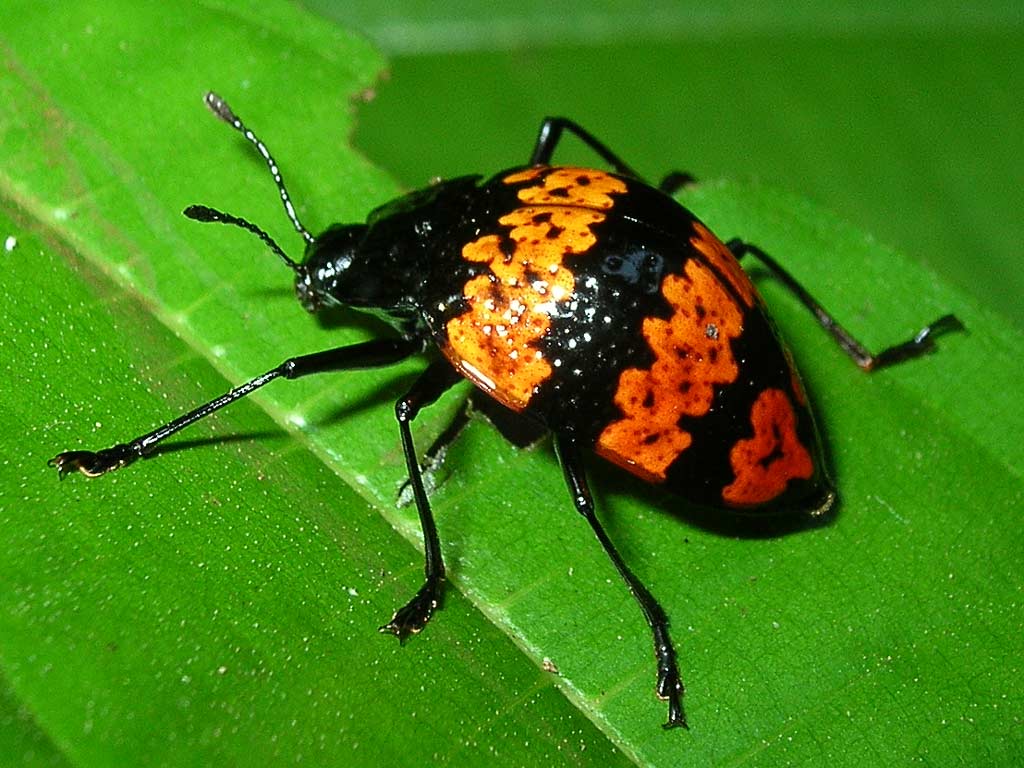 CONSERVACION PRIVADA: FOTOS DE INSECTOS DE LAS MAS COMUNES DEL AREA DE ...