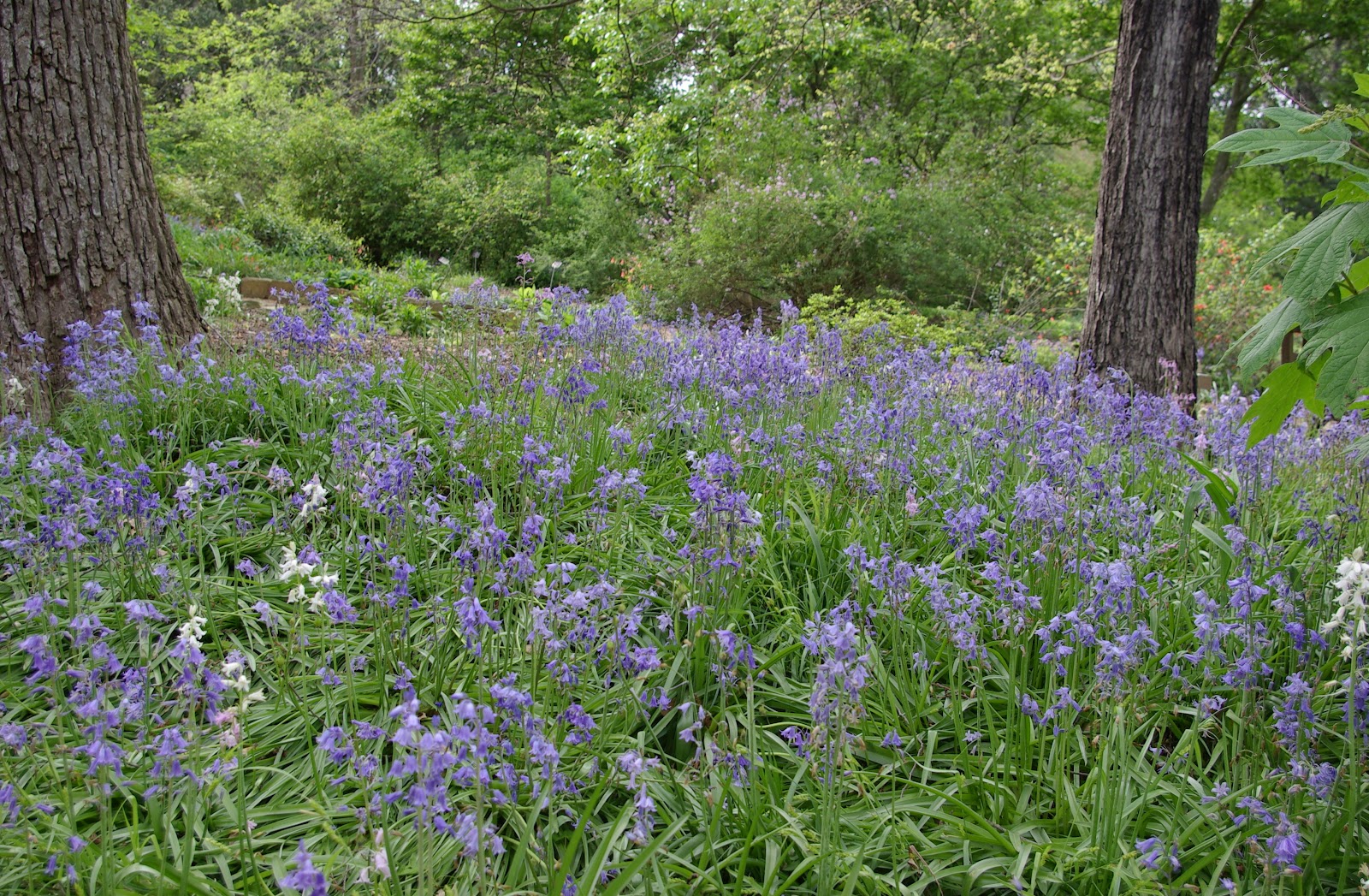 sweetbay: Coker Arboretum in April