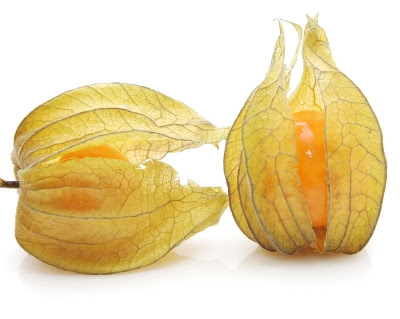 CULTIVOS ANTIGUOS: LA UCHUVA: LA BELLEZA FEMENINA