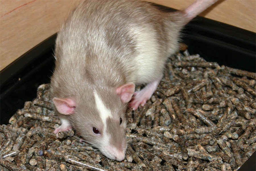 Ratropolis: What Every Rat Owner Should Know About High White and Megacolon