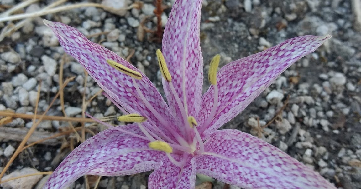 illahe Rare Bulbs: Colchicum variegatum