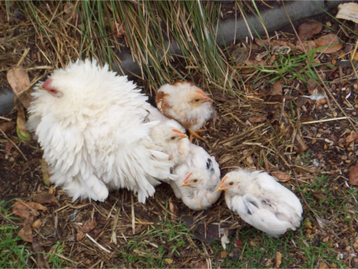 Petit Paradis: Growing Chicks