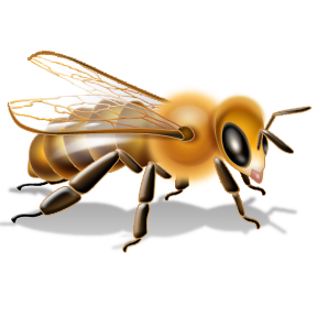 insectos,png,fondo transparente