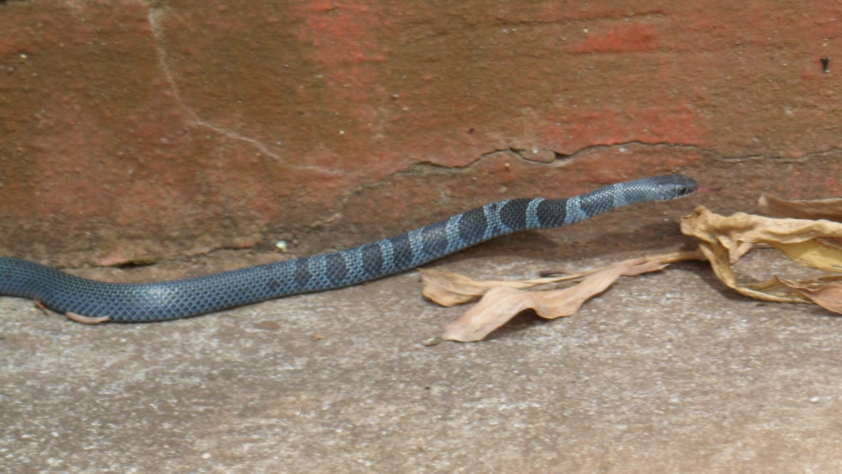 Life is short, but snakes are long: December 2012