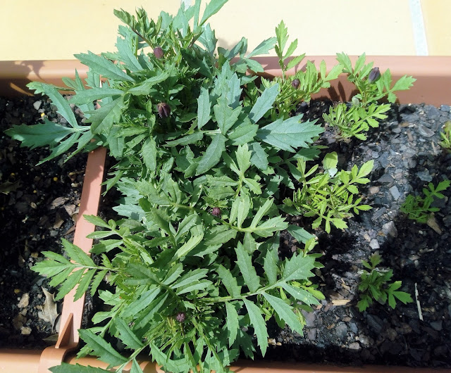 Biosfera vegetal.: Clavel chino (Tagete patula L.). Semillero.