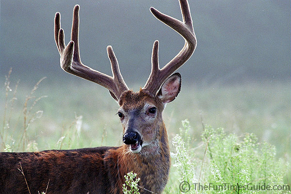 Funny Animals: Funny Deer Photos