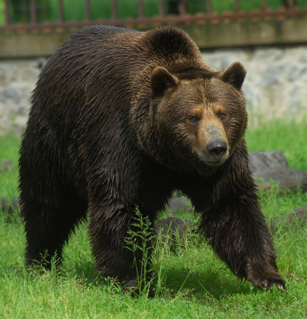 Viitorul incepe azi: Ursul Brun