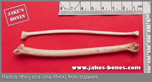 Buzzard skeletons (and bird skeletons in general) : Jake's Bones