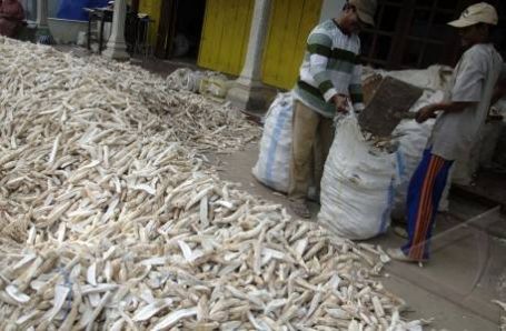 stok gaplek kering ~ Makanan Ternak Sapi