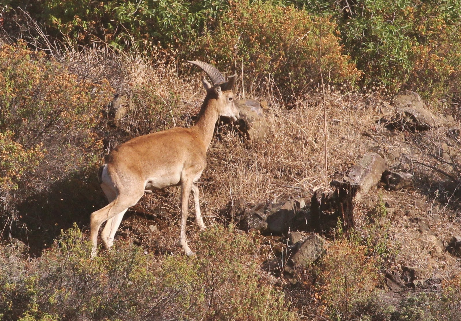Mammals of Cyprus - Τα θηλαστικά της Κύπρου by George Konstantinou ...