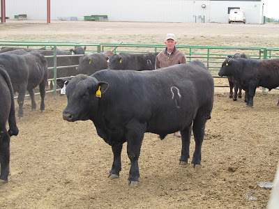 for the love of beef: Making the Leachman Bull Cut