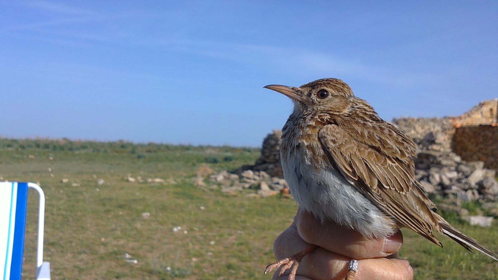 Museo de la Naturaleza de Daroca: TERMINAMOS ANILLANDO UN ROCIN.
