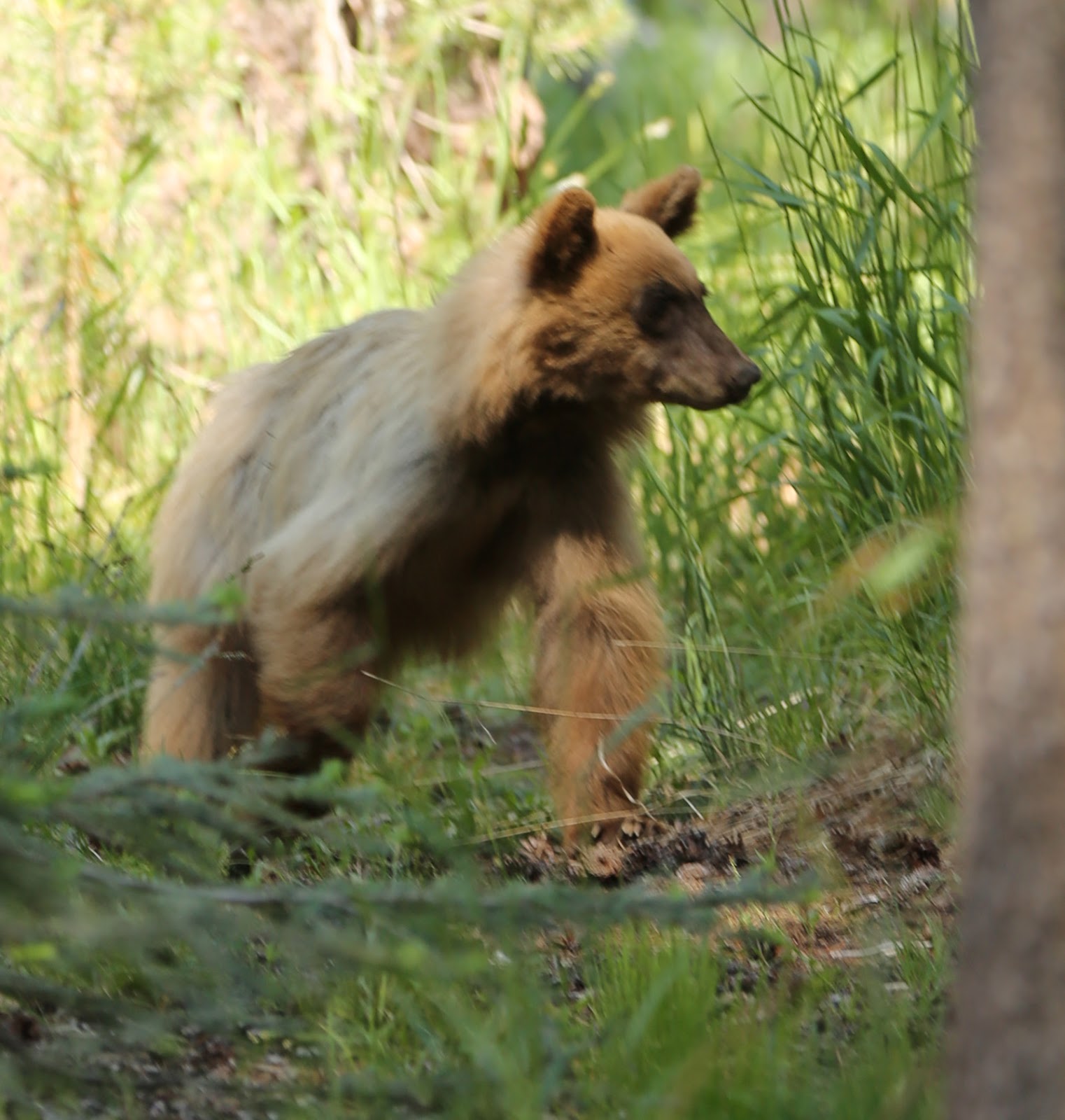 Ranger Dave Blog - Yosemite: Bear Update
