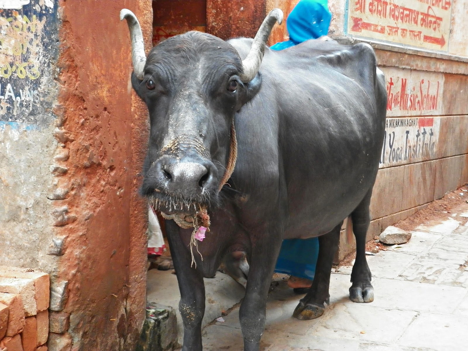 El Coleccionista de Ciudades: ¿Qué hicimos 3 meses por la India y Nepal?
