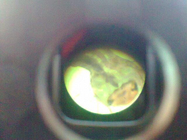 Jentik Nyamuk | Analis Kesehatan