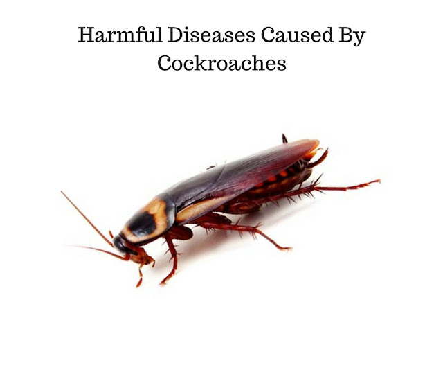 Harmful Diseases Caused By Cockroaches ~ Bayswater Pest Control