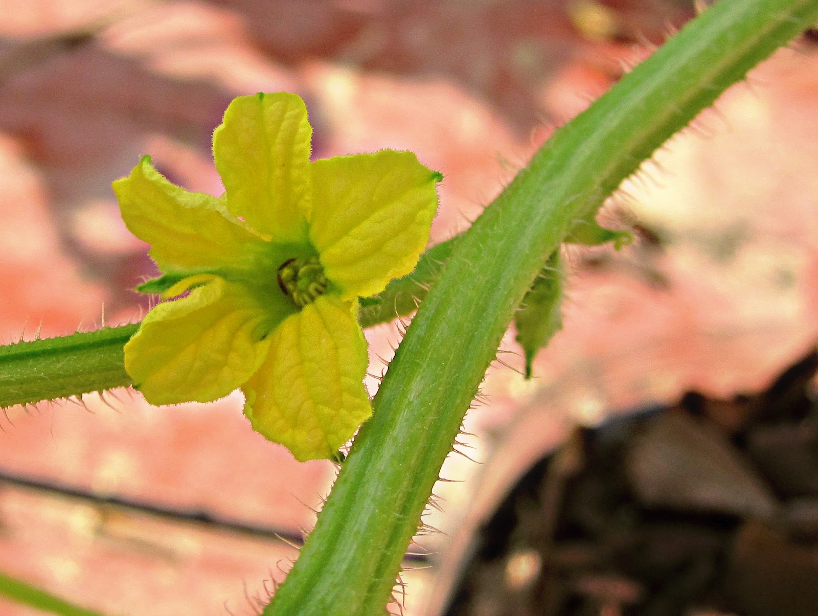 El huerto que no cesa: La Primera Flor del Melón.