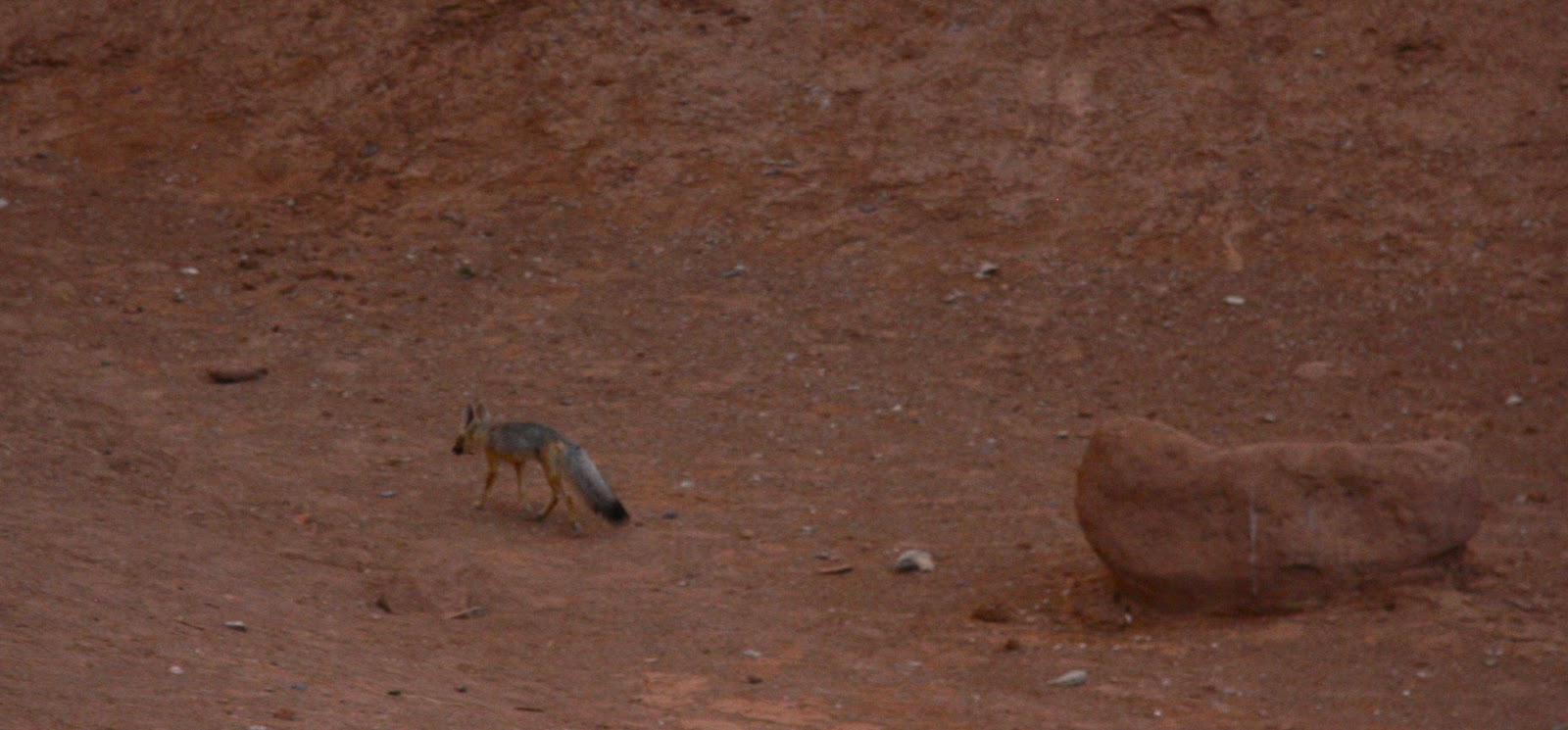 One Day in America: Wildlife Sightings in Southeastern Utah