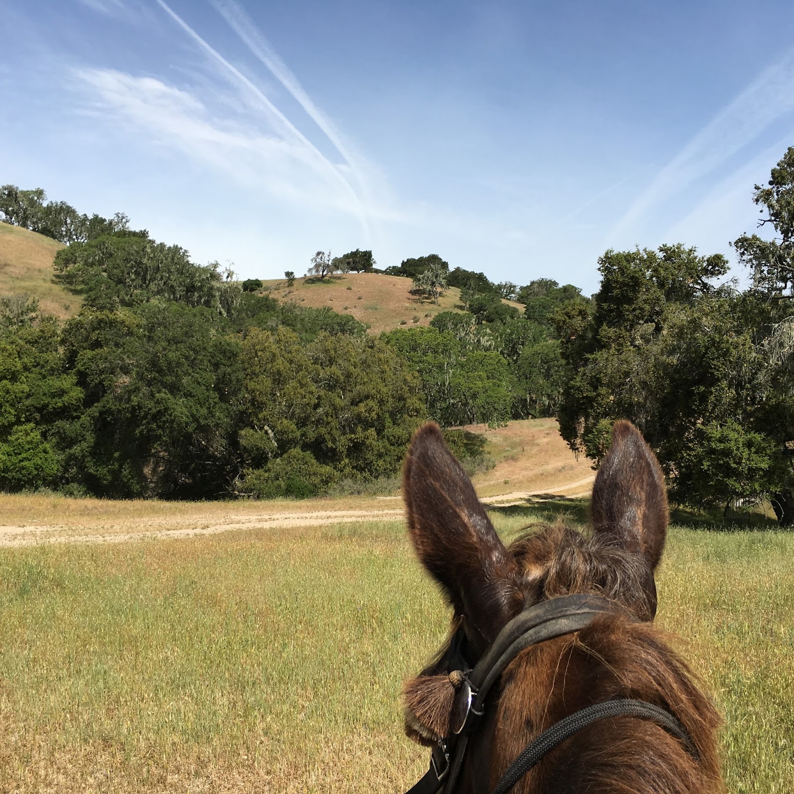 Mule Riding on Chamberlin Ranch - edhat