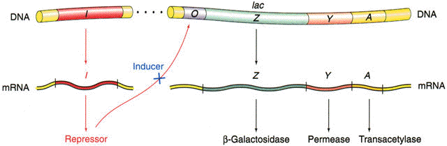 Microbiologia IFRJ - Campus Rio de Janeiro: Operon Lac - Regulação ...