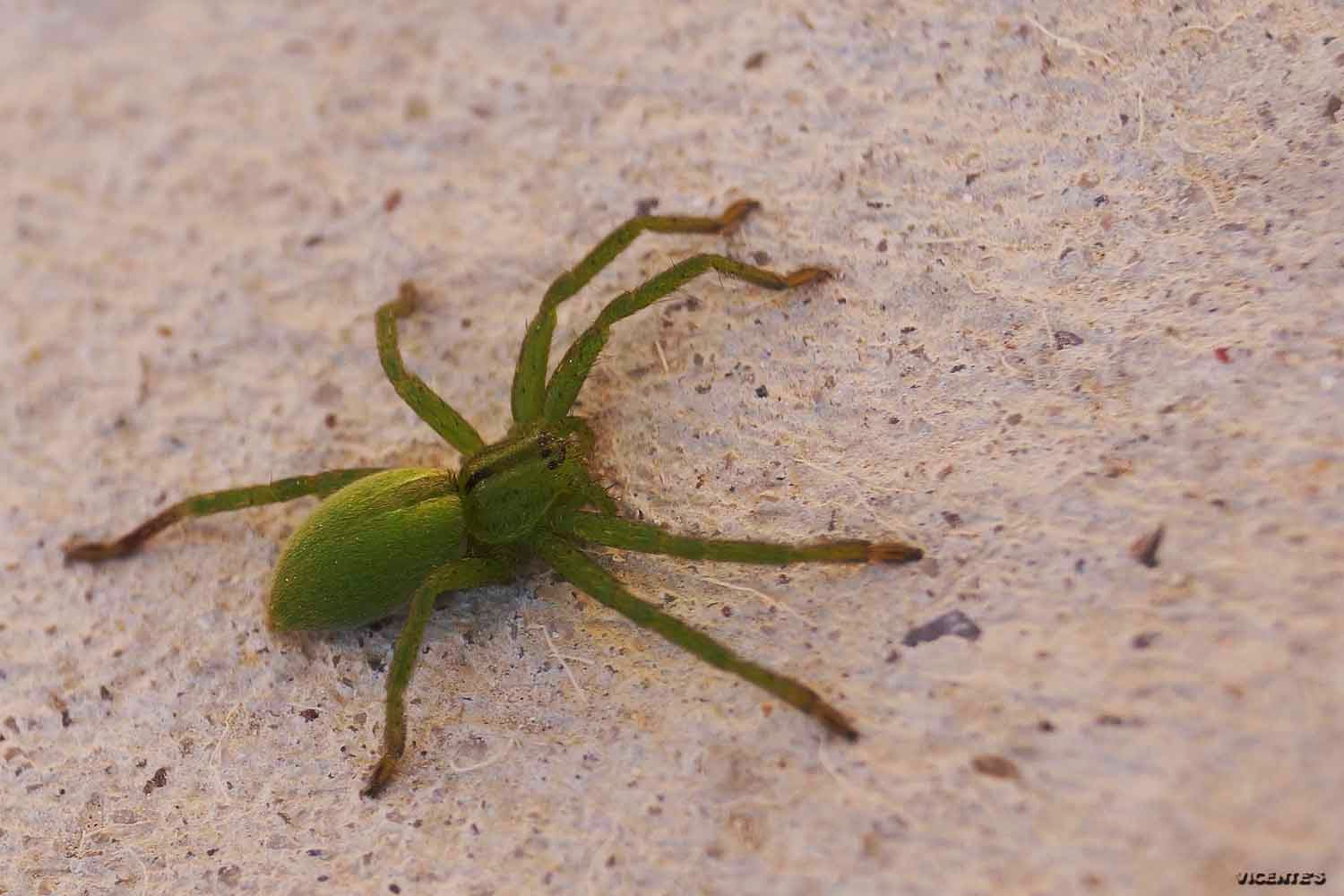 Fauna silvestre de Hormaza: Micrommata virescens