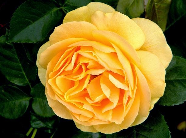Borneo Island, Awaken To A Different World: Absolutely Fabulous Rose