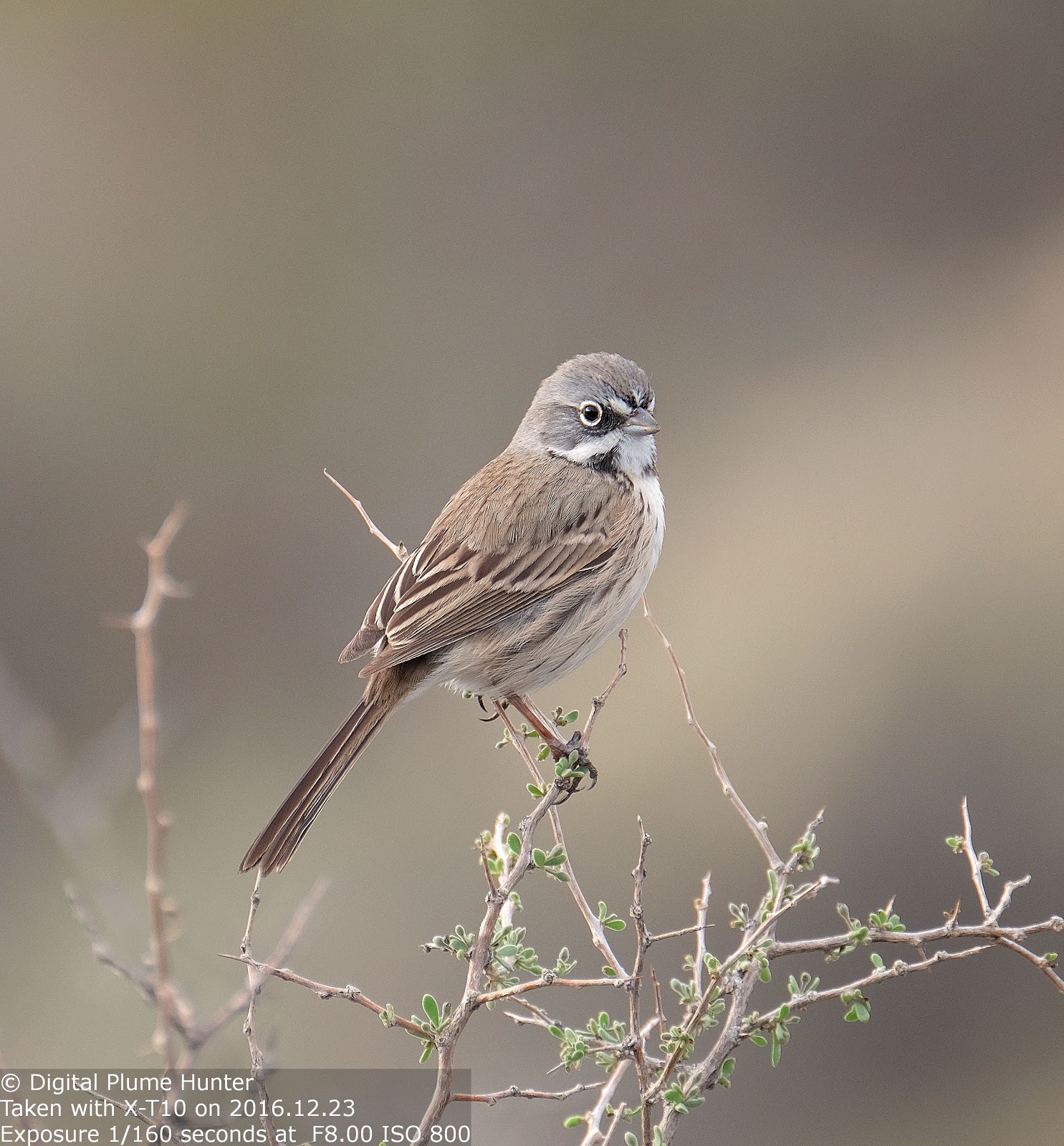 Hunting Digital Plumes in the US and Beyond: Spectacular Sparrows of ...