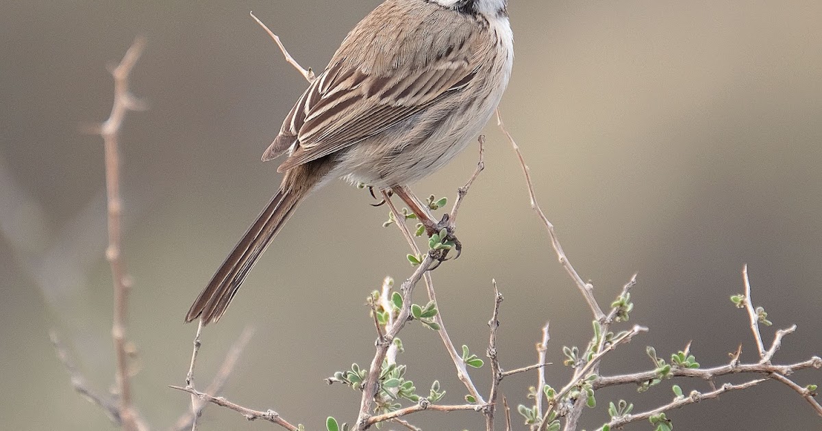 Hunting Digital Plumes in the US and Beyond: Spectacular Sparrows of ...