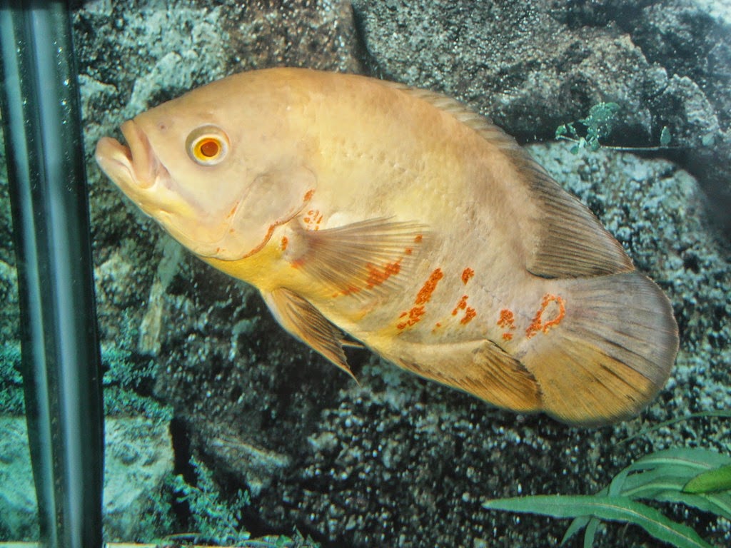 OSCAR FISH photos - wallpapers | the fun bank