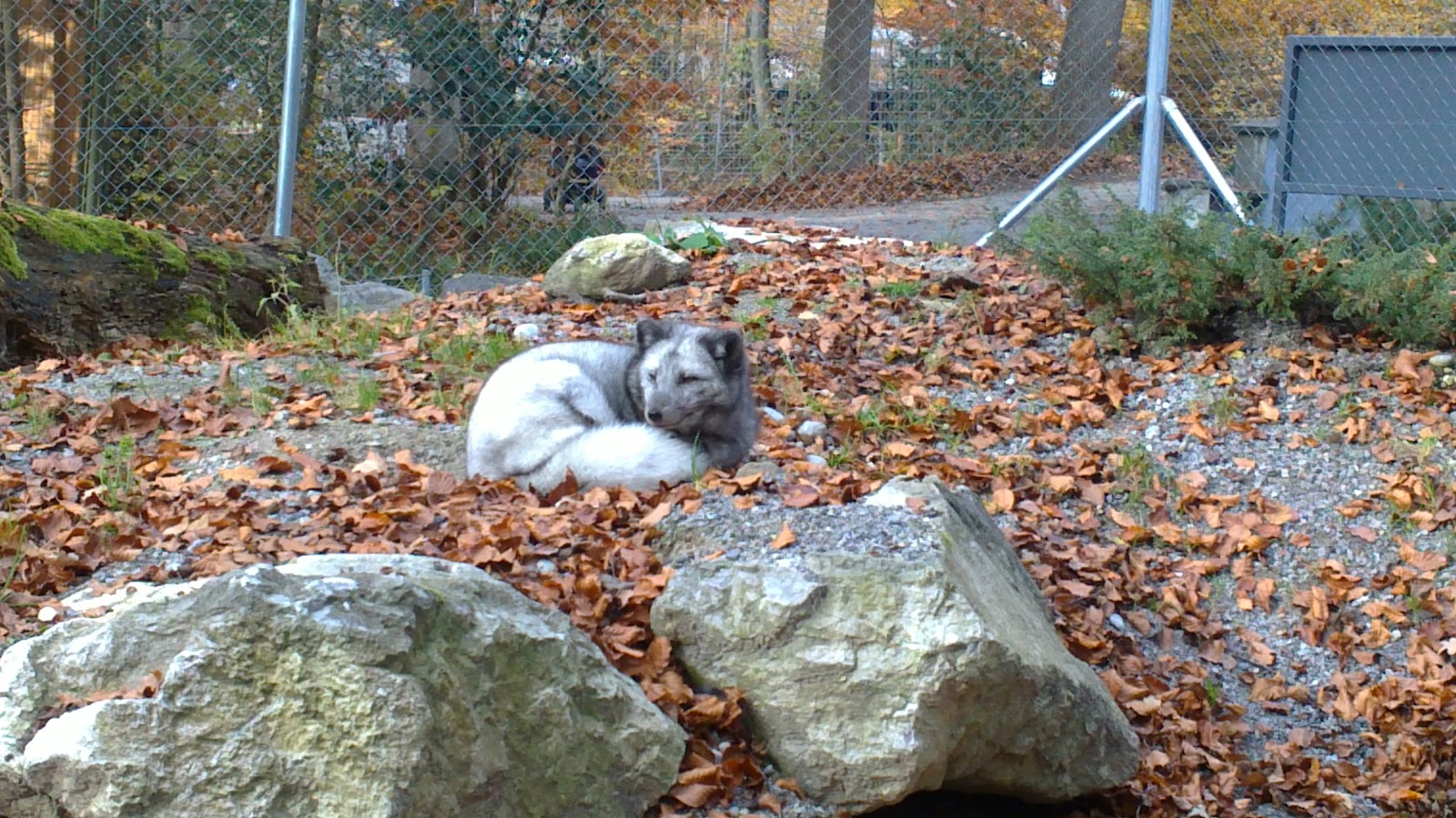 Eisfuchs (Alopex lagopus): Lebensraum