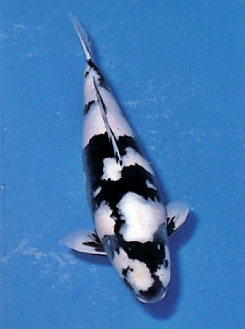 Koi Zebra Shiro Utsuri ~ Dunia Air