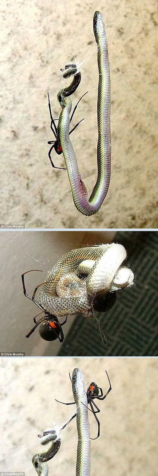 Serpent Research: Spider Predation On A Snake