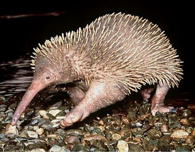 Echidna | Wildlife | The Wildlife