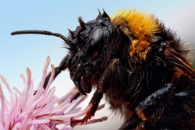 Amazing Pictures of insects - Photo of insects