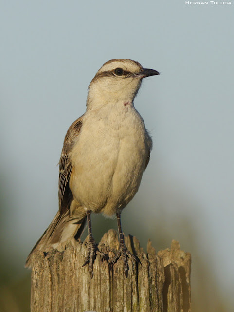 Aves de Argentina: Calandria grande (Mimus saturninus)