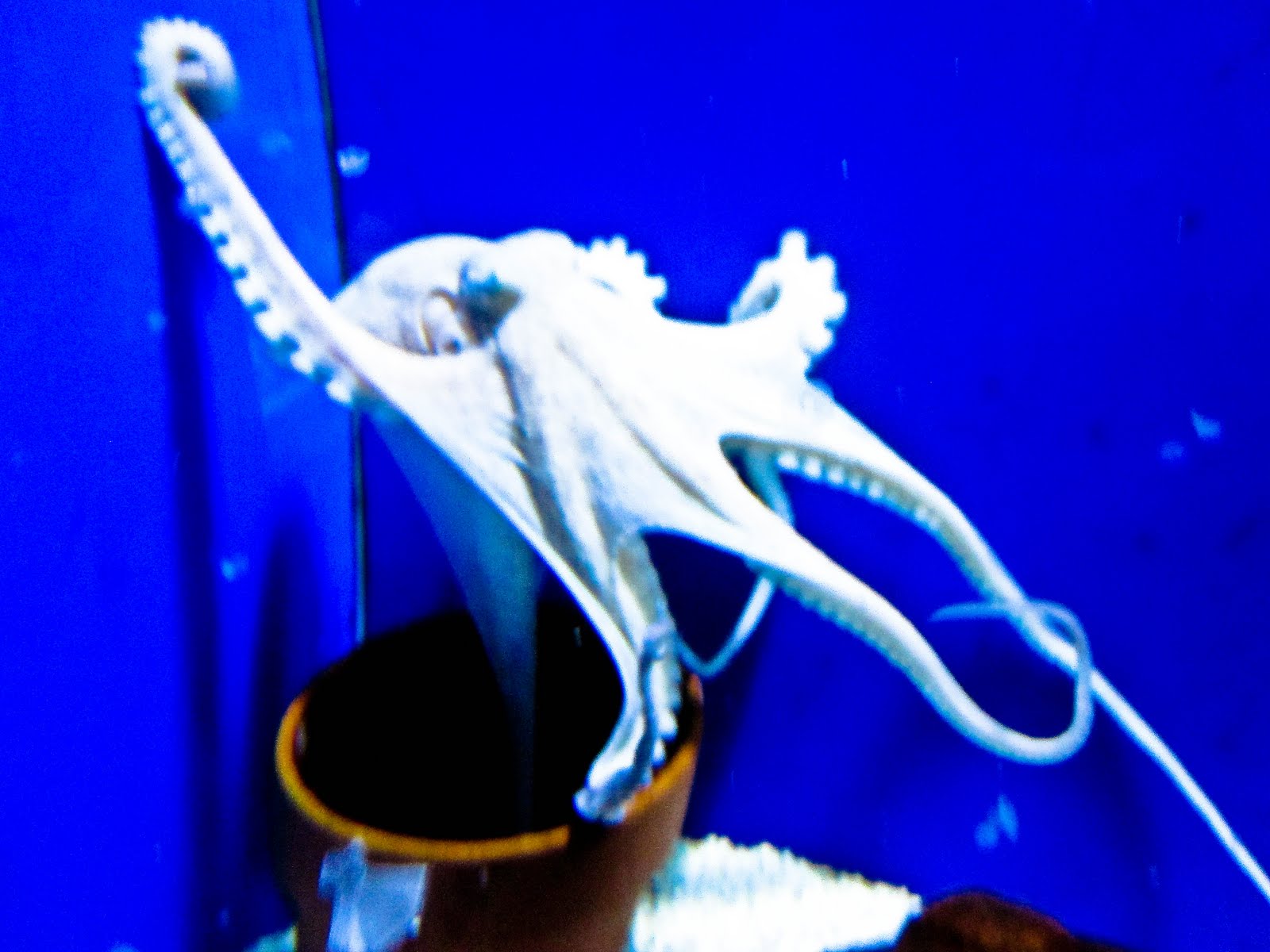 Love And Yellow Ladybugs: Octopus Stretch