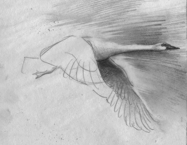 Sandy Scott Art: #575 The studio in Canada: Trumpeter Swan sculpture