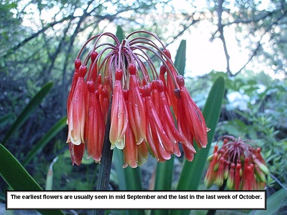 Sharing flower bulb information: Clivia mirabilis - a photographic ...