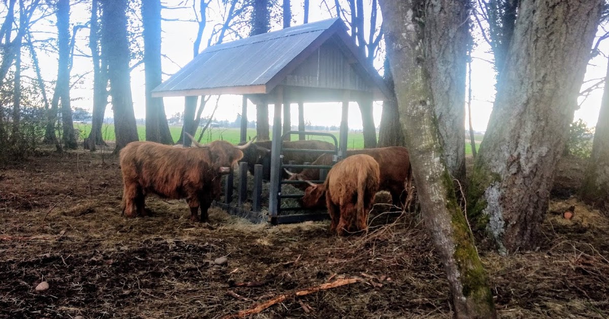 Asman Highland Cattle: Covered portable hay feeder for horned cattle