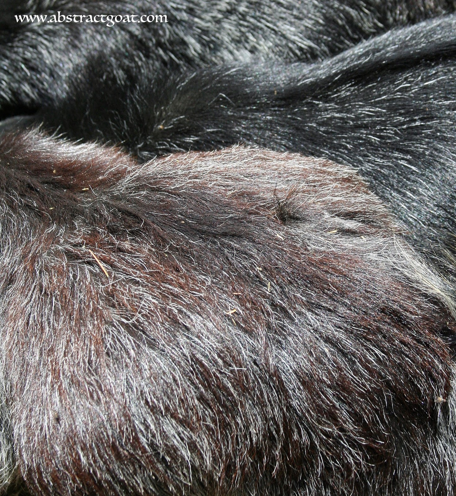 Abstracts from the Goat Farm: Body Image, Goat Style