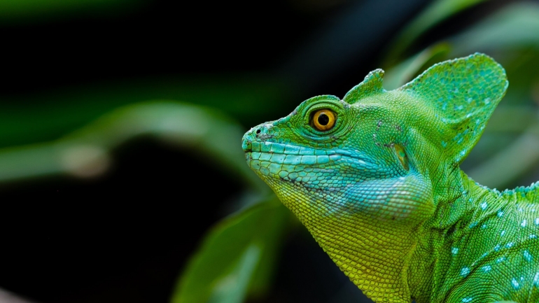 Kertenkele Nedir, Özellikleri Nelerdir? - Mahmure