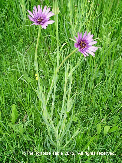 The Herb Hound: SALSIFY