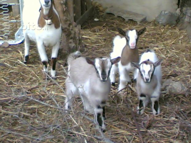 Caprette tibetane - Imagui