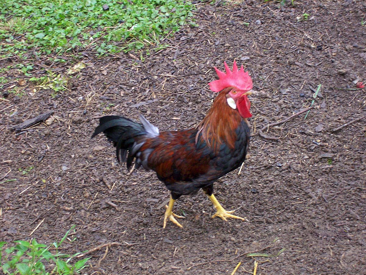 Natur und Leben - Carl Gibsons Blog: Der "deutsche Hahn" und seine ...