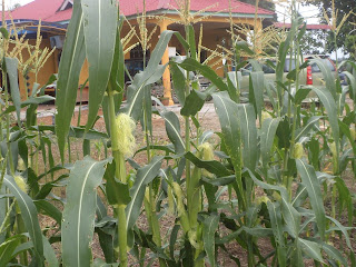 anaklaut: JAGUNG MANIS