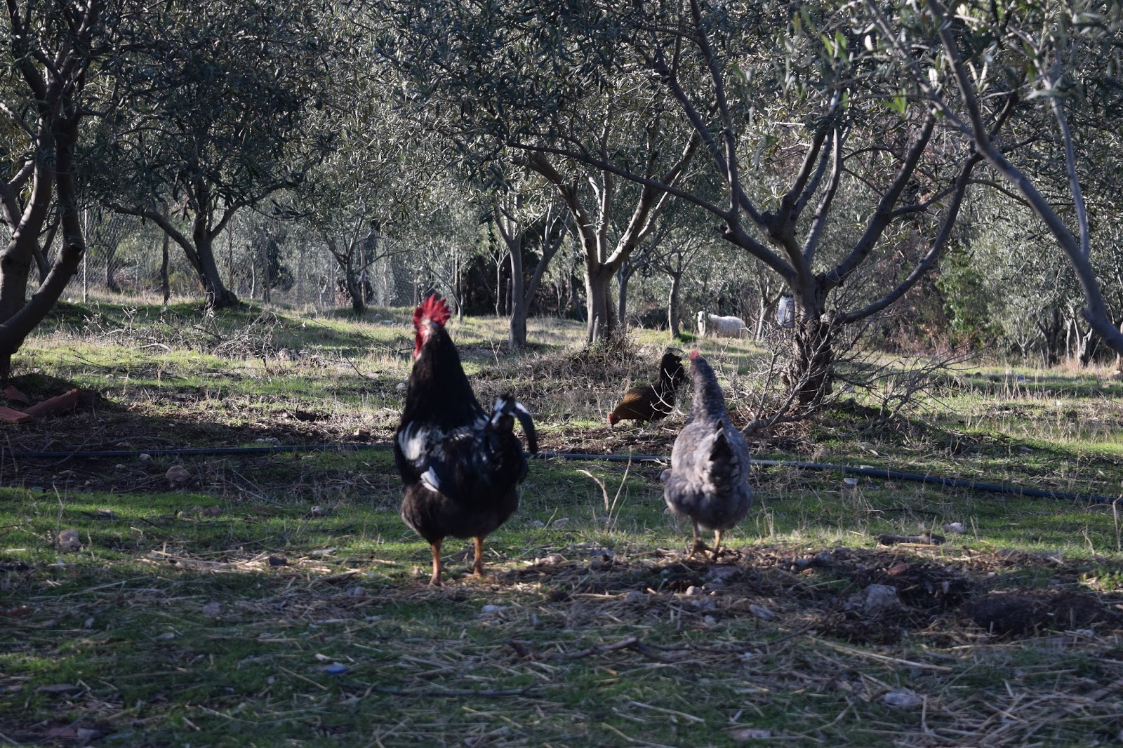 ΑΓΡΟΚΤΗΜΑ Η ΚΙΒΩΤΟΣ. : Κοτες, Ελληνικες φυλες.