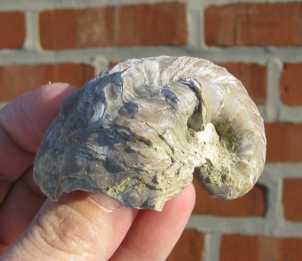 Views of the Mahantango: Texigryphaea marcoui