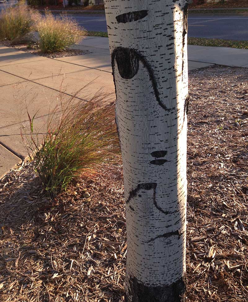 Daughter Number Three: Faces in the Trees