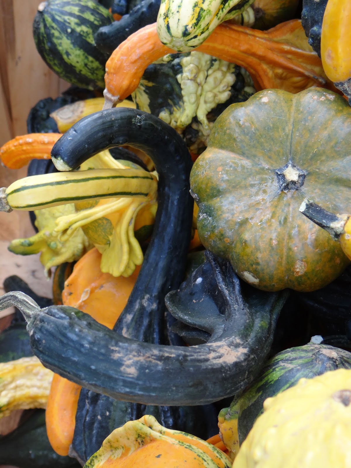 Trader Joe's 365: Day 293 - Mini Pumpkins, Gourds, and Mary Day